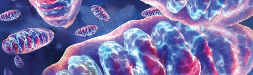 WELL Q10 20 CPR - Farmad